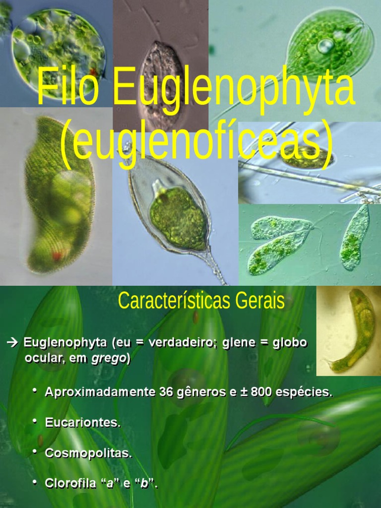Euglenophyta | PDF | Eucariotas | Biologia Celular