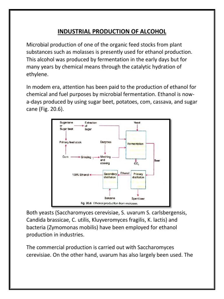 Industrial Ethanol Production Process | PDF | Ethanol | Fermentation