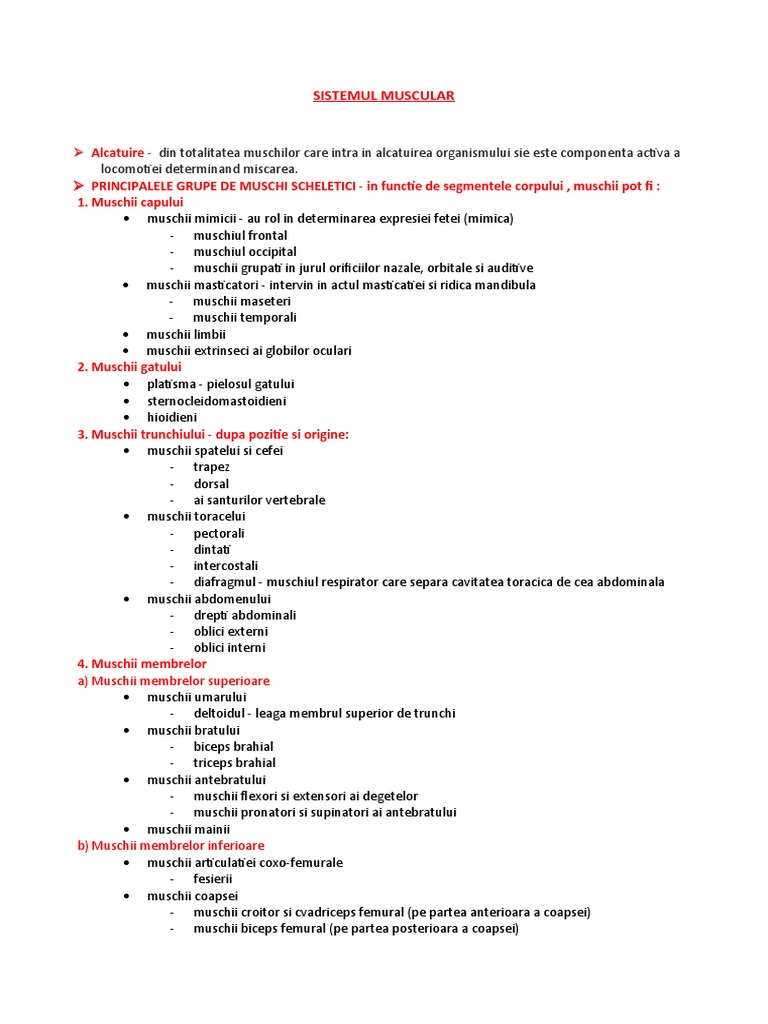 Sistemul Muscular | PDF