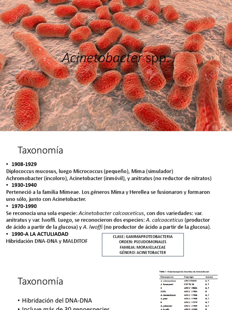 Acinetobacter SPP Def | PDF | Especialidades Medicas | Medicina CLINICA