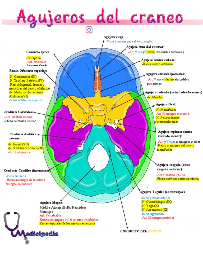 Agujeros Del Craneo Resumen | PDF | Neuroanatomía | Anatomía humana