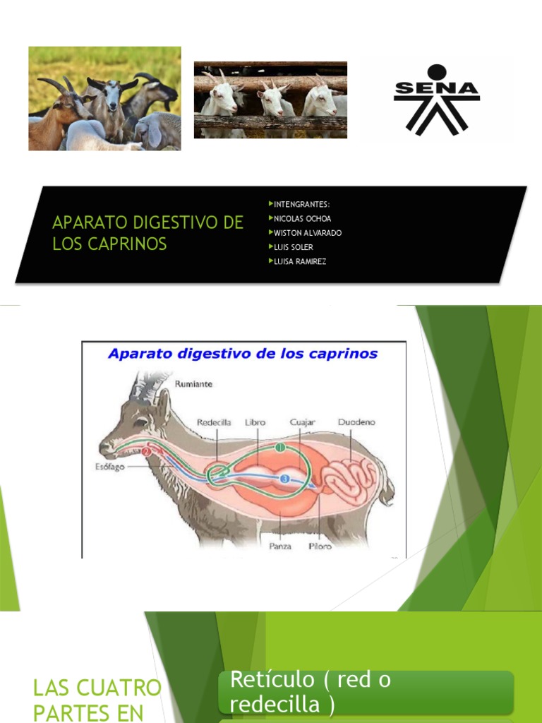 Aparato Digestivo de Los Caprinos | PDF | Rumiante | Sistema digestivo humano