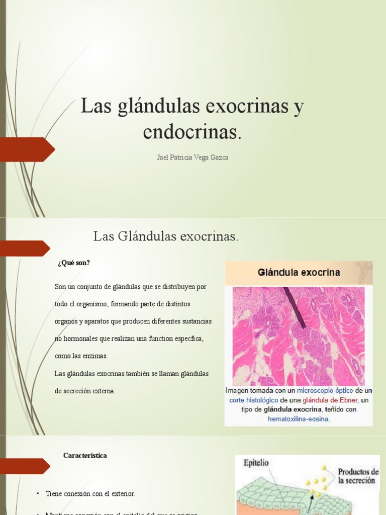 Las Glándulas Exocrinas y Endocrinas | PDF