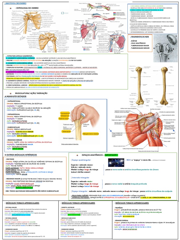 Estrutura osteo-capsulo-ligamentar e musculatura do ombro | PDF | Cotovelo | Anatomia