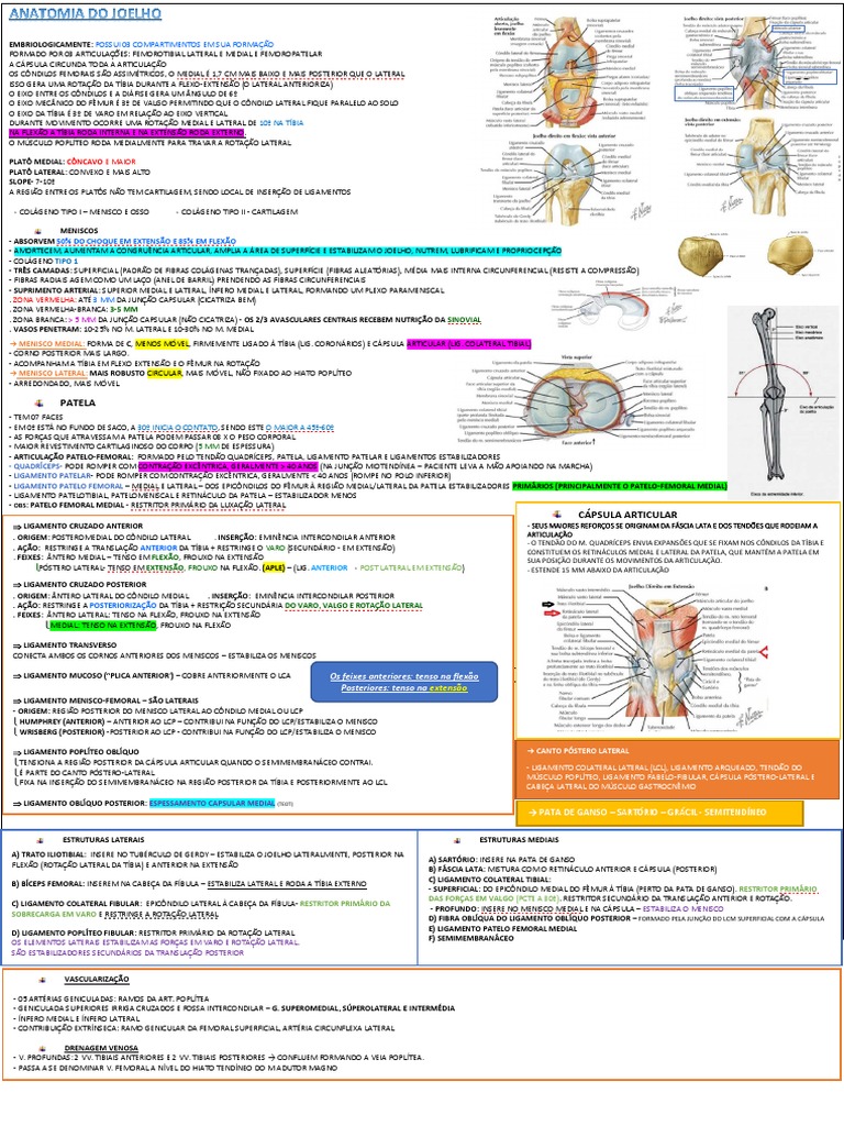 Anatomia Do Joelho Moquinha TEOT 2021 | PDF | Joelho | Sistema Esquelético