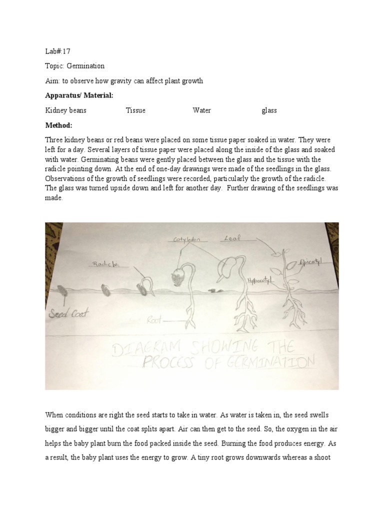 Germination Lab | PDF | Botany | Plants