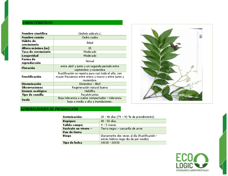 FICHA Cedrela Odorata | PDF