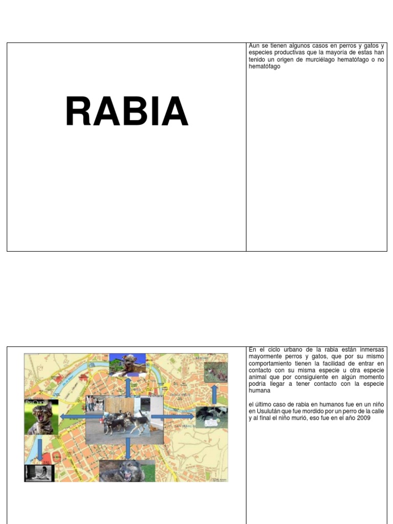 Prevención y Diagnóstico de la Rabia | PDF | Rabia | Vacunas