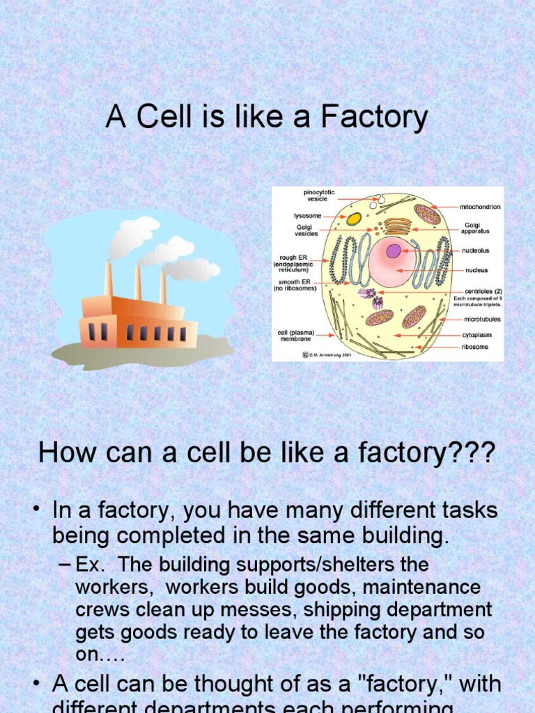 A Cell Is Like A Factory | PDF