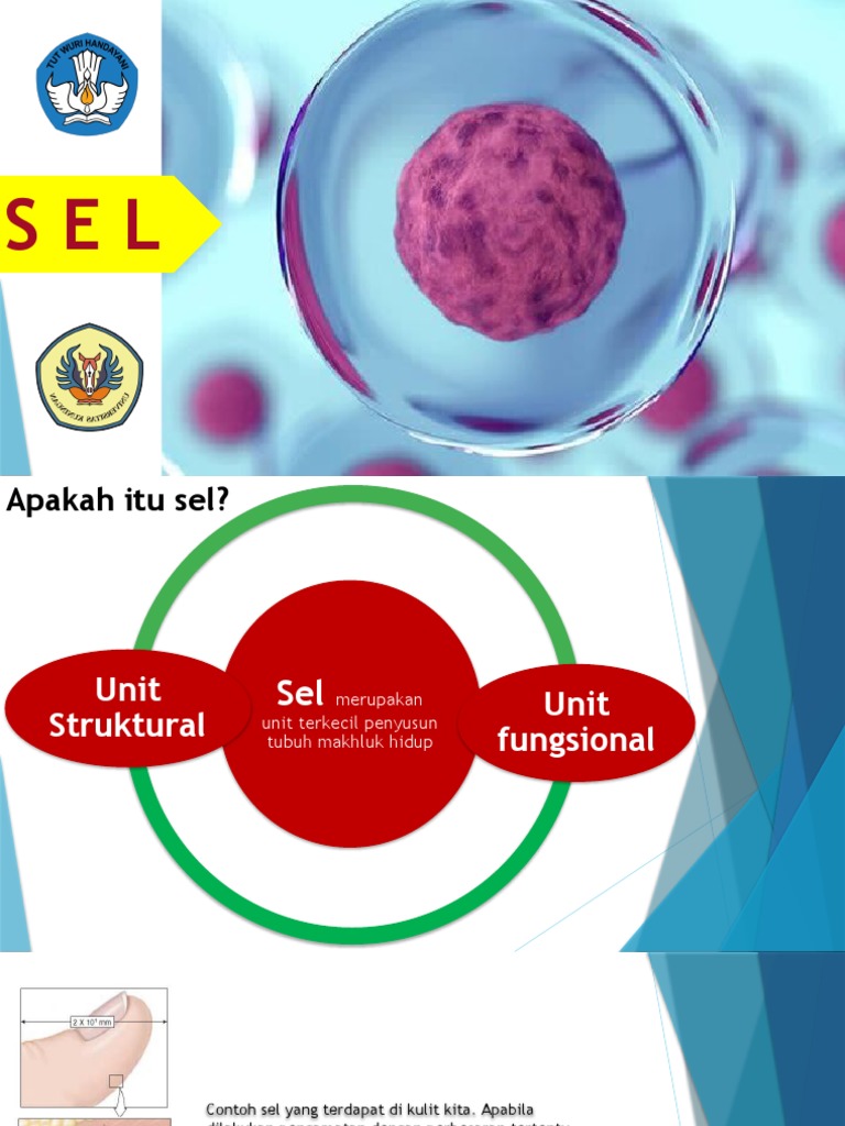 STRUKTUR DAN KOMPONEN SEL | PDF