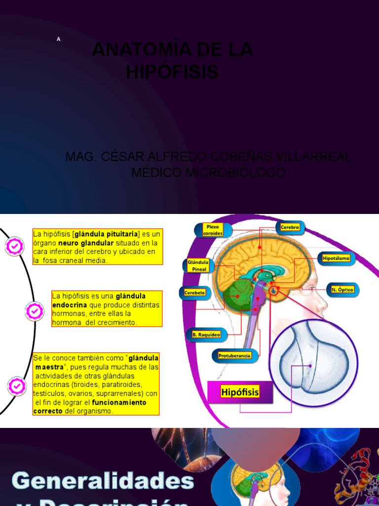 Anatomia de La Hipófisis | PDF | Glándula pituitaria | Hipotálamo