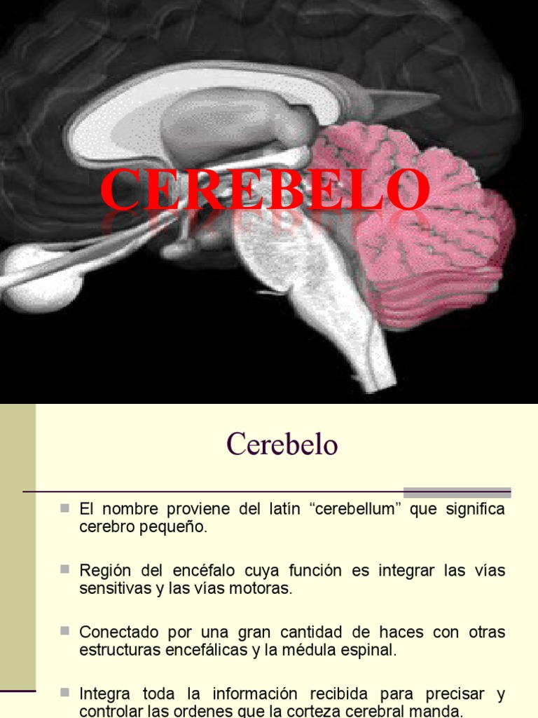 Estructura y Funciones del Cerebelo | PDF | Cerebelo | Cerebro