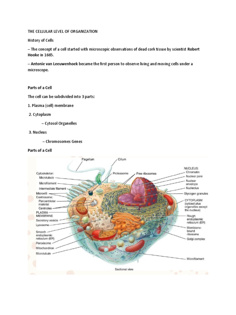 Cellular Organization Overview | PDF | Cell Membrane | Mitosis