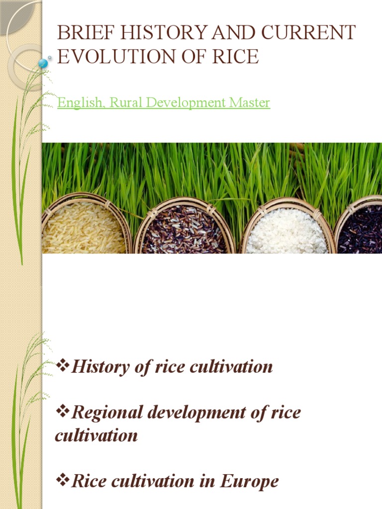 Evolution and History of Rice Cultivation | PDF | Rice | Agriculture