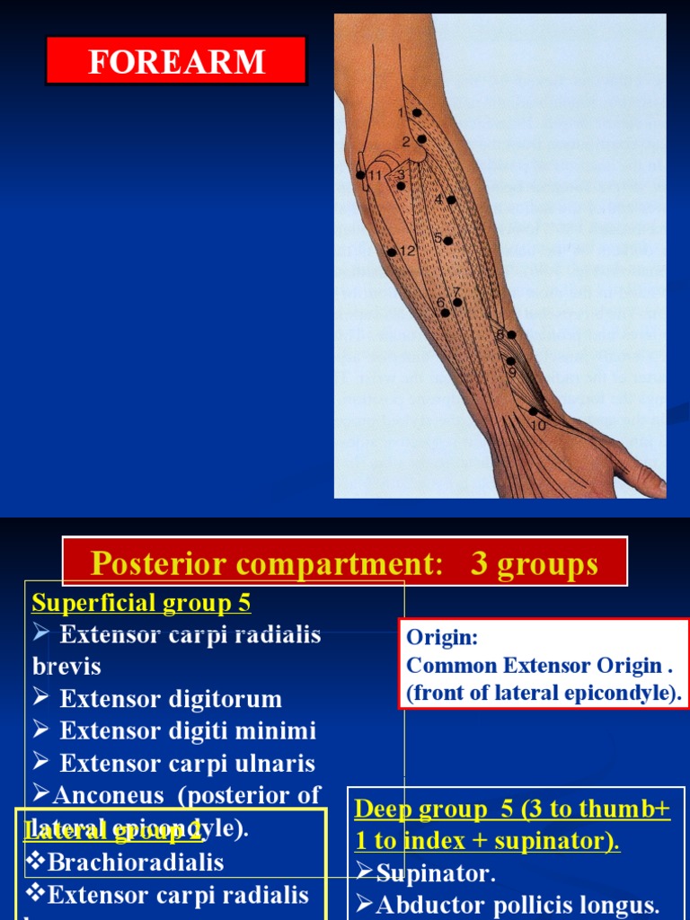 Forearm Extensor Muscles and Compartments | PDF | Thumb | Hand