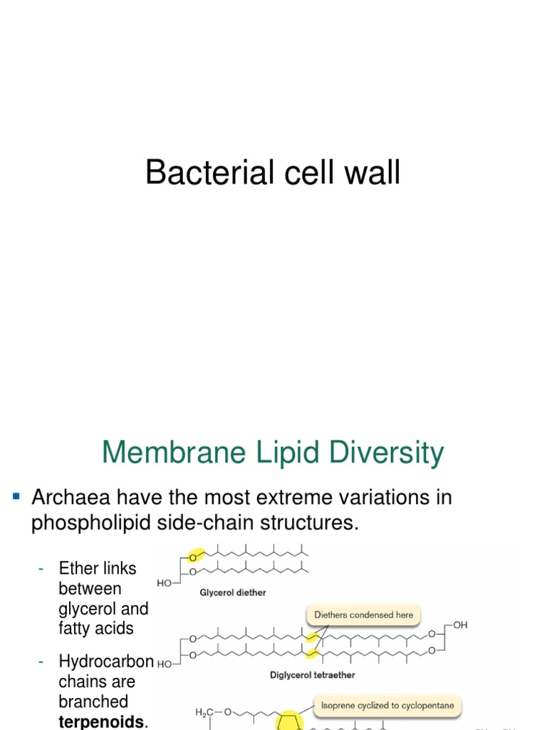 Bacterial Cell Wall | PDF | Lipopolysaccharide | Cell Wall
