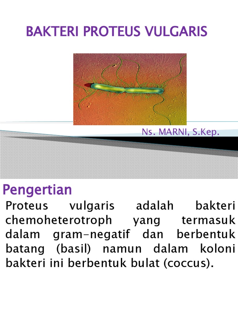 Bakteri Proteus Vulgaris | PDF | Sains & Matematika | Kesehatan Holistik