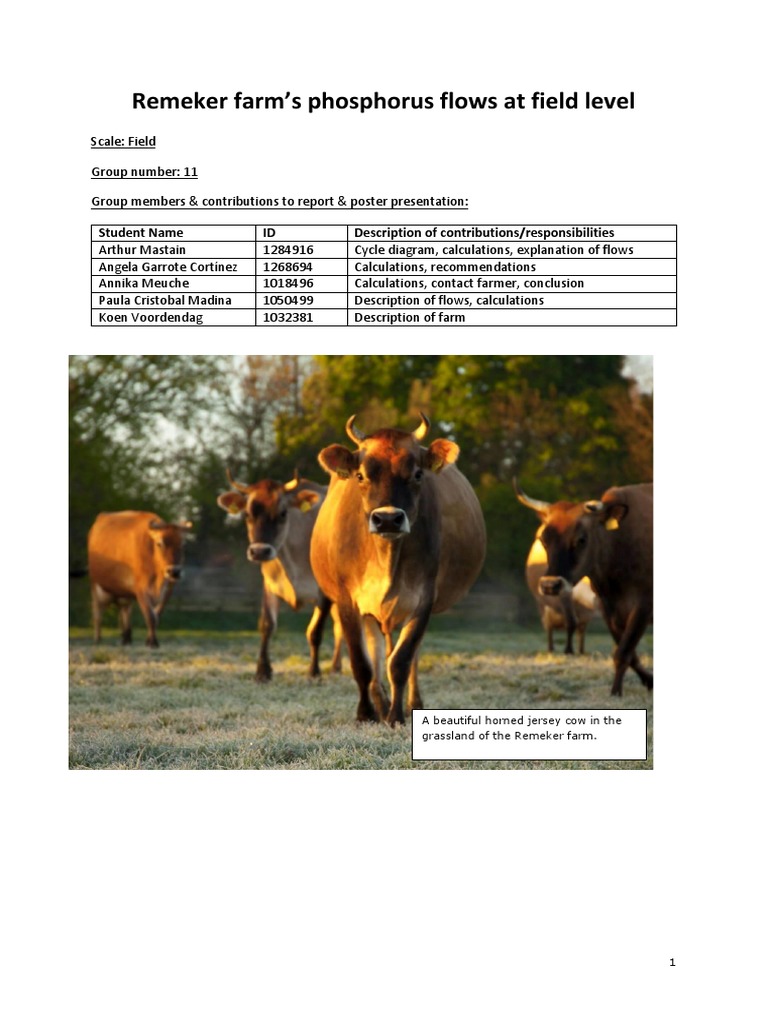 Remeker Dairy Farm Phosphorous Cycle | PDF | Soil | Cattle