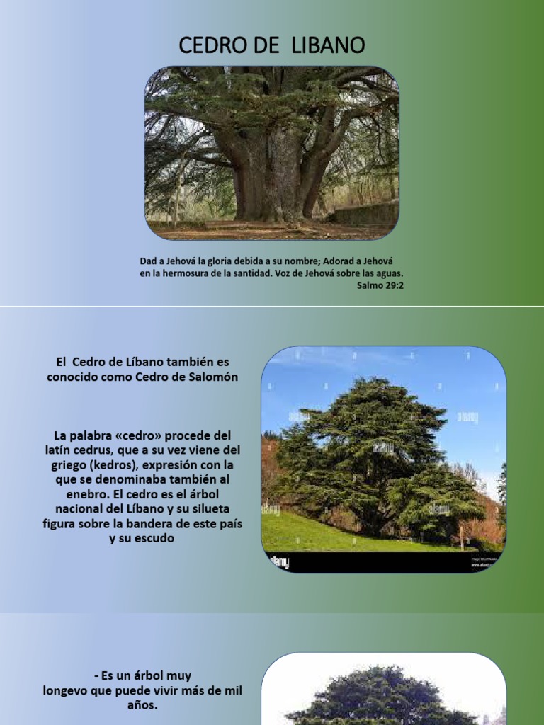 Cedro de Libano | PDF