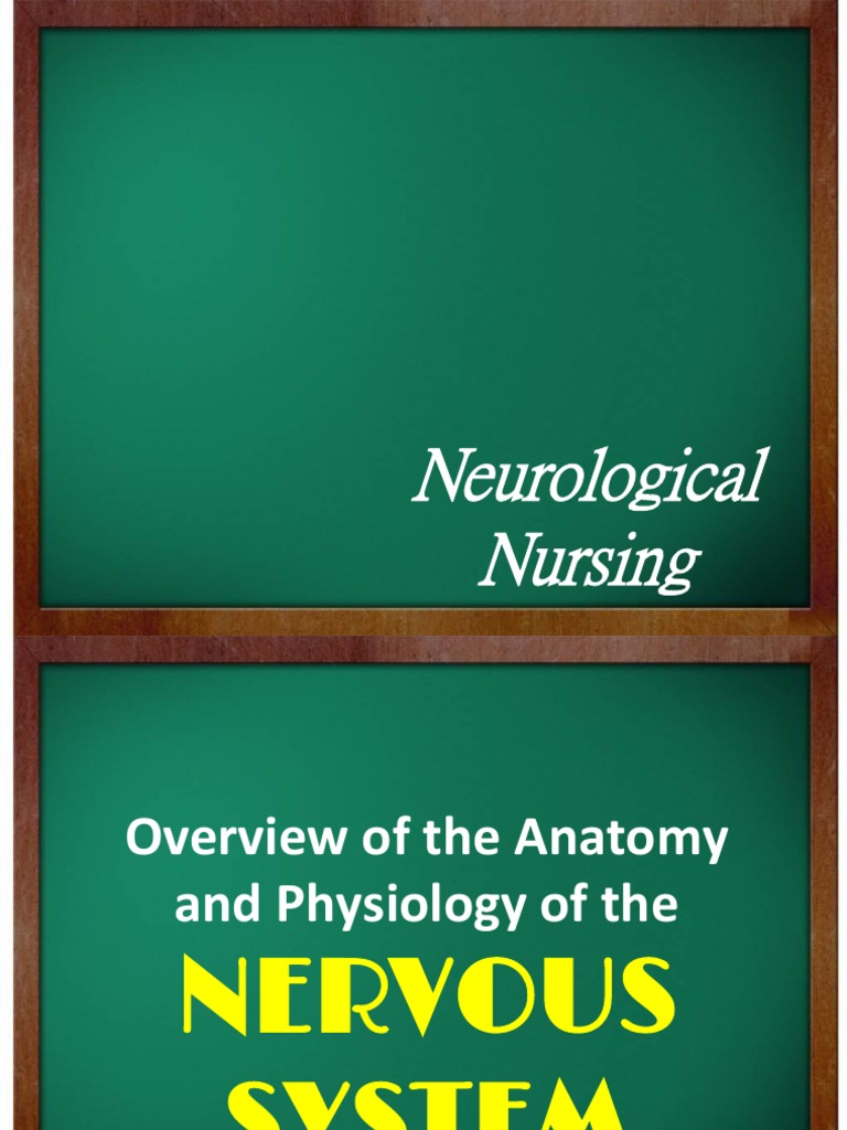 Neuro Anatomy Neuro Assessment | PDF | Neuron | Vertebral Column