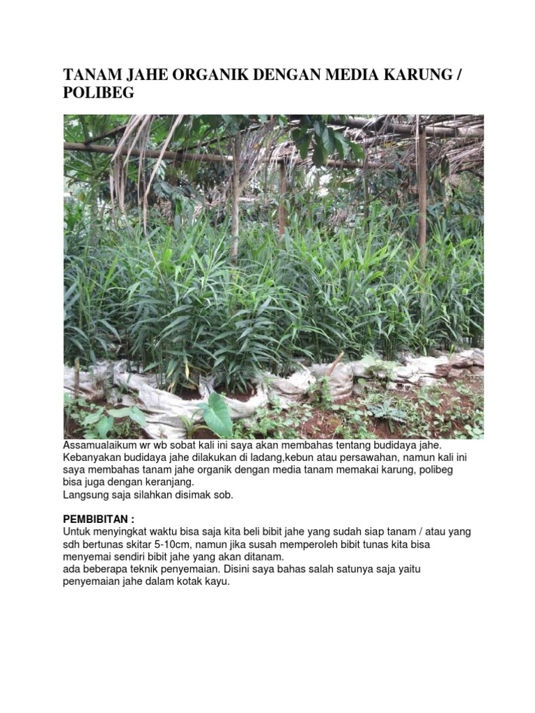 Budidaya Jahe Organik dalam Karung | PDF | Griya & Taman