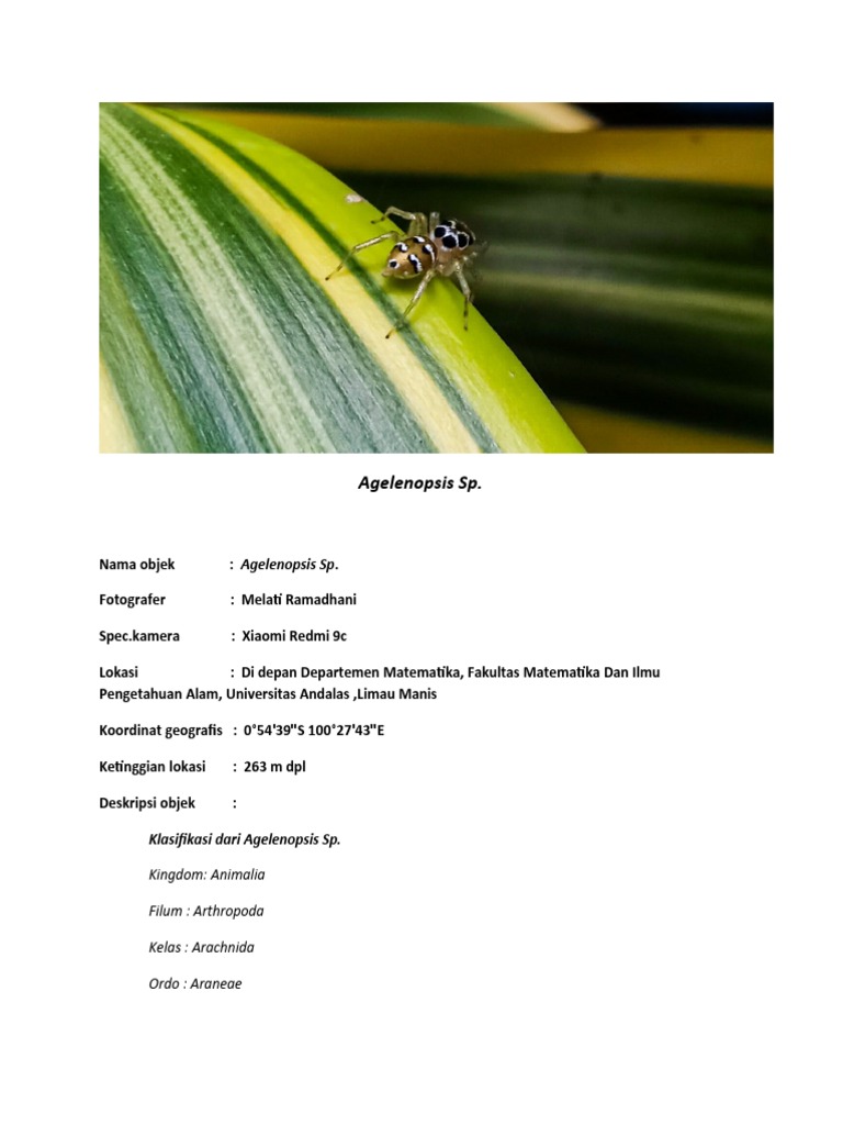 B 1 Melati Ramadhani Agelenopsis (Laba-Laba) | PDF | Griya & Taman | Sains & Matematika