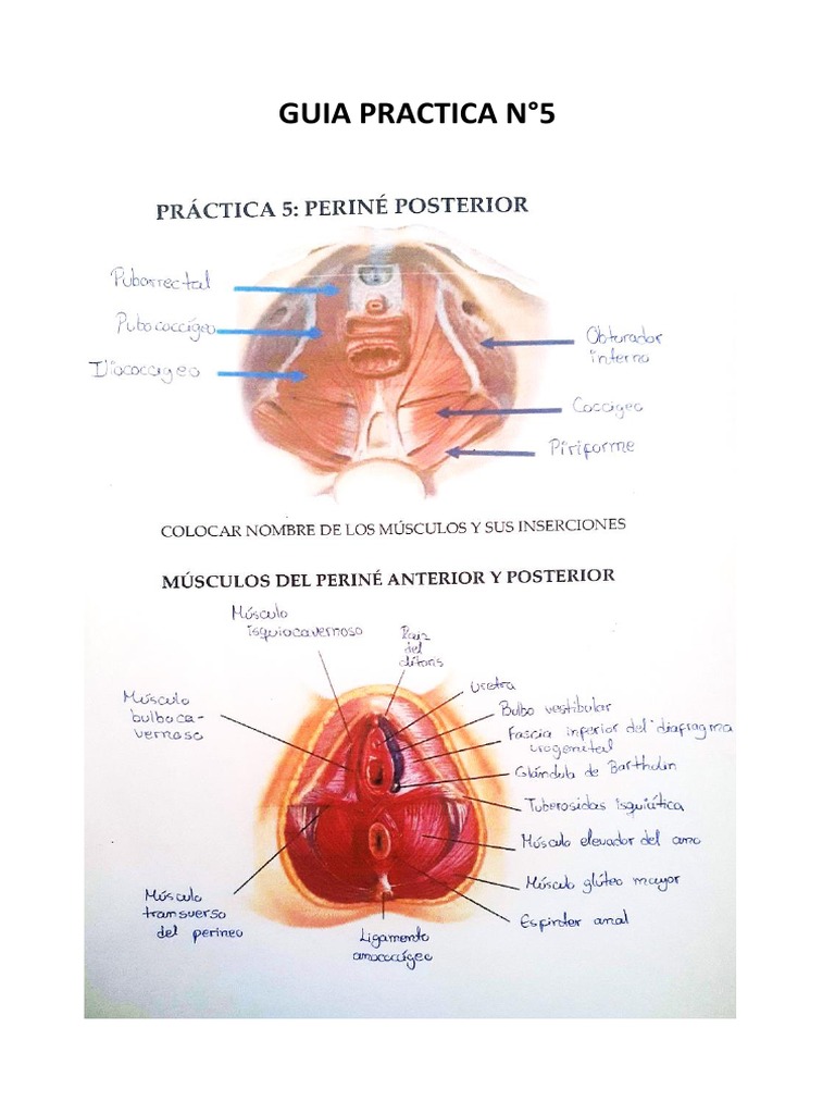 Guia Practica 05 | PDF