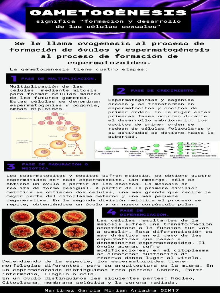 Las cuatro etapas de la gametogénesis: ovogénesis y espermatogénesis | PDF | Mitosis | Procesos ...