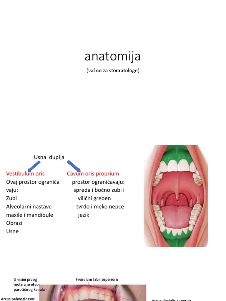 Anatomija | PDF