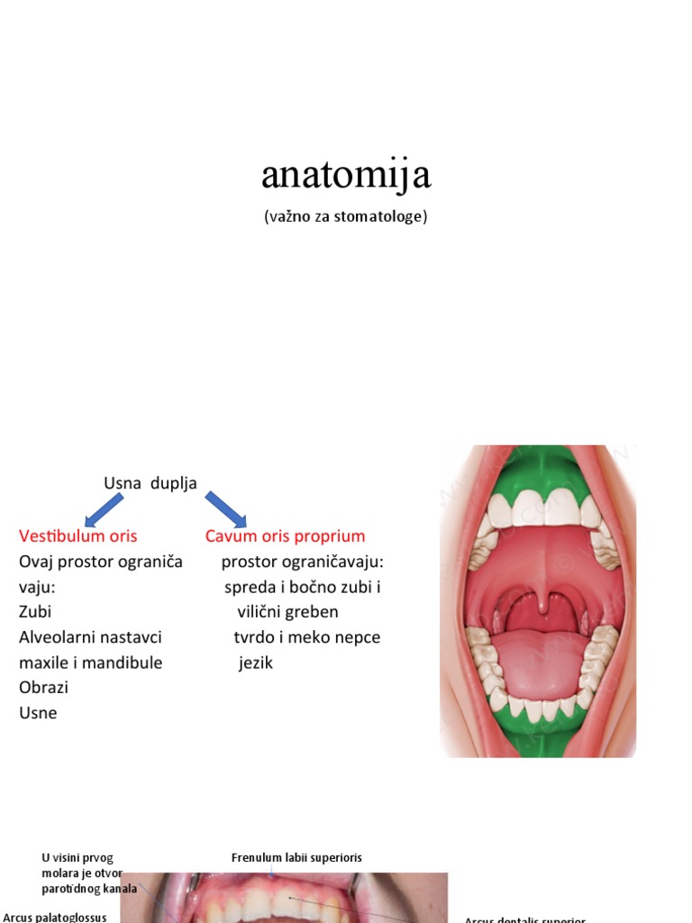 Anatomija | PDF