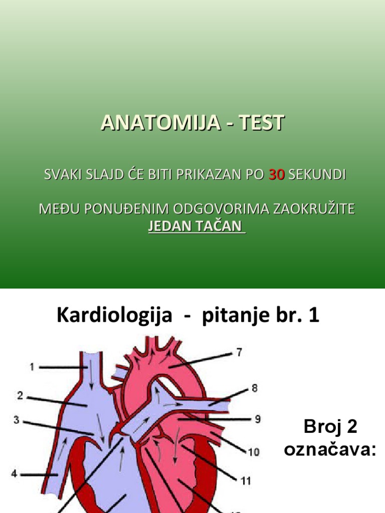 ANATOMIJA Srce I Pluca | PDF