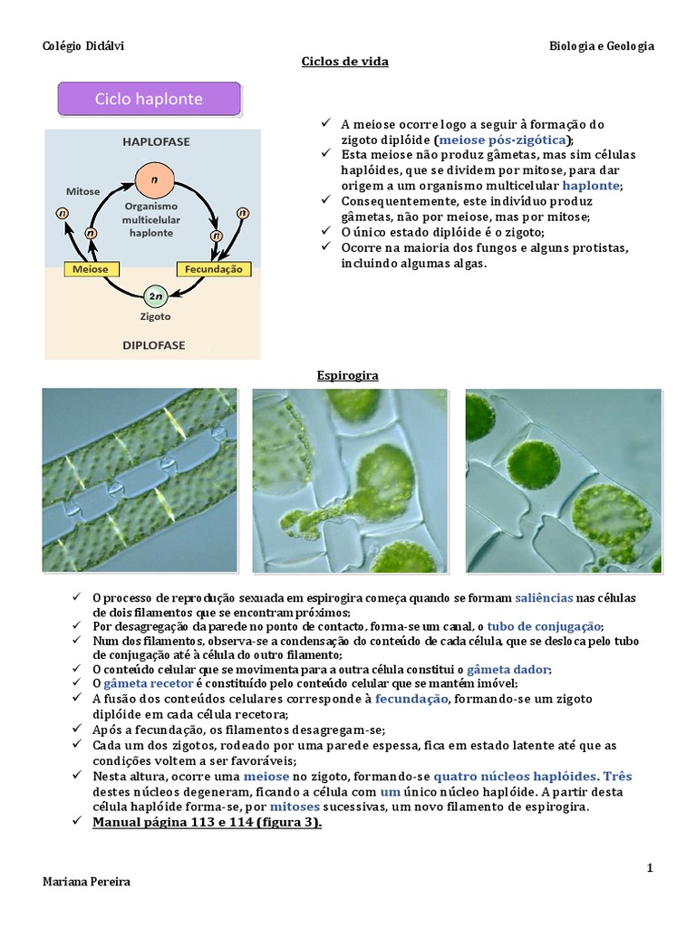 Ciclos de Vida | PDF | Meiose | Ploidia