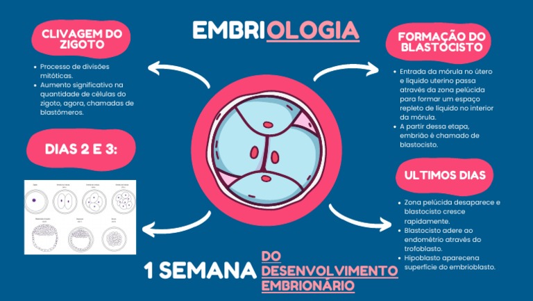 Clivagem e Formação do Blastocisto | PDF