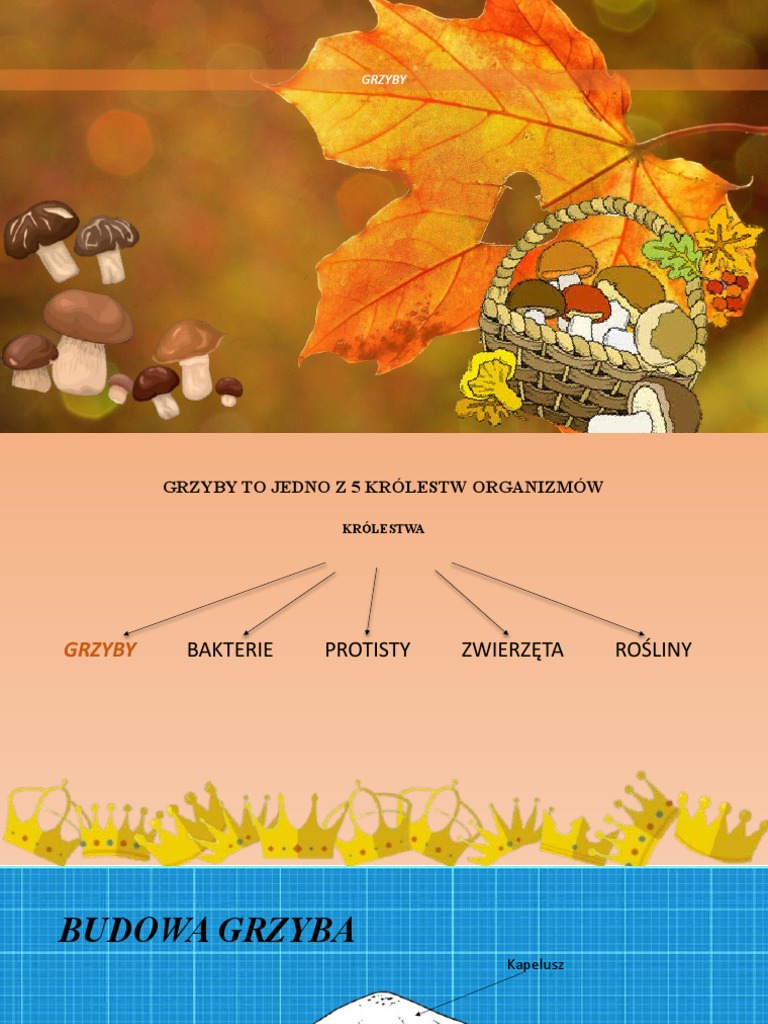 Grzyby | PDF