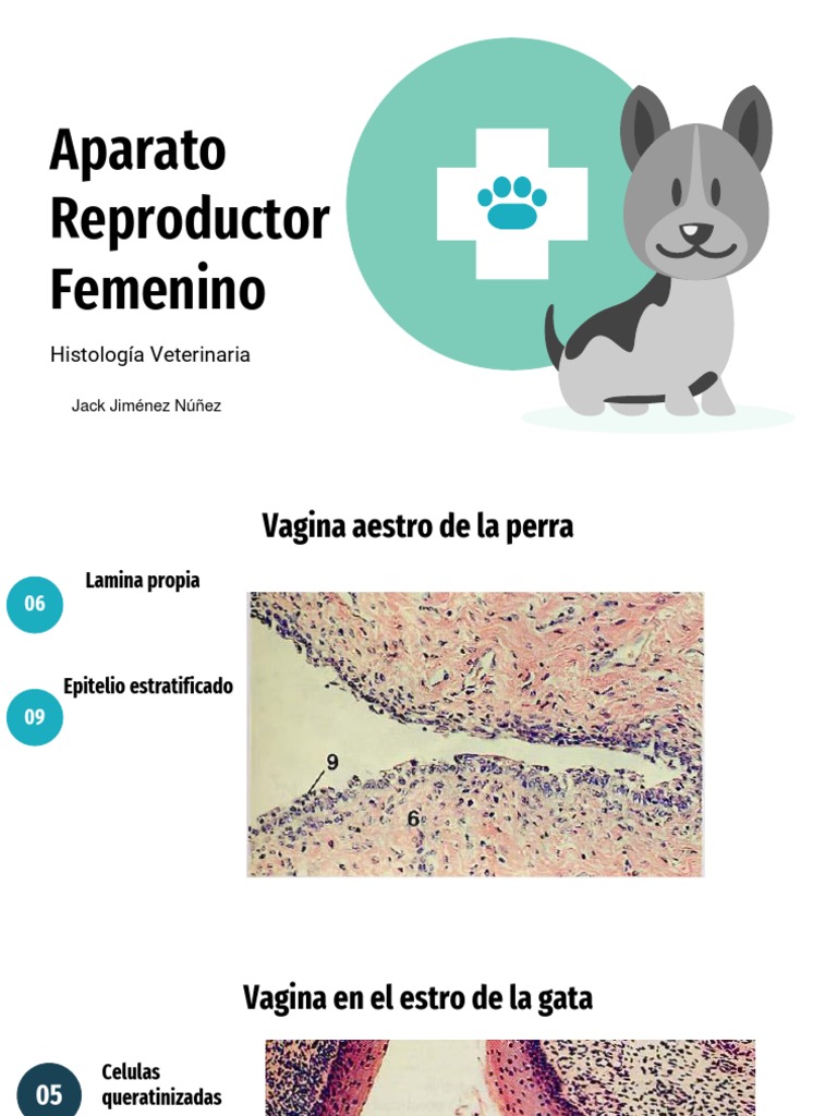 Jack Renzo Jimenez Nuñez | PDF