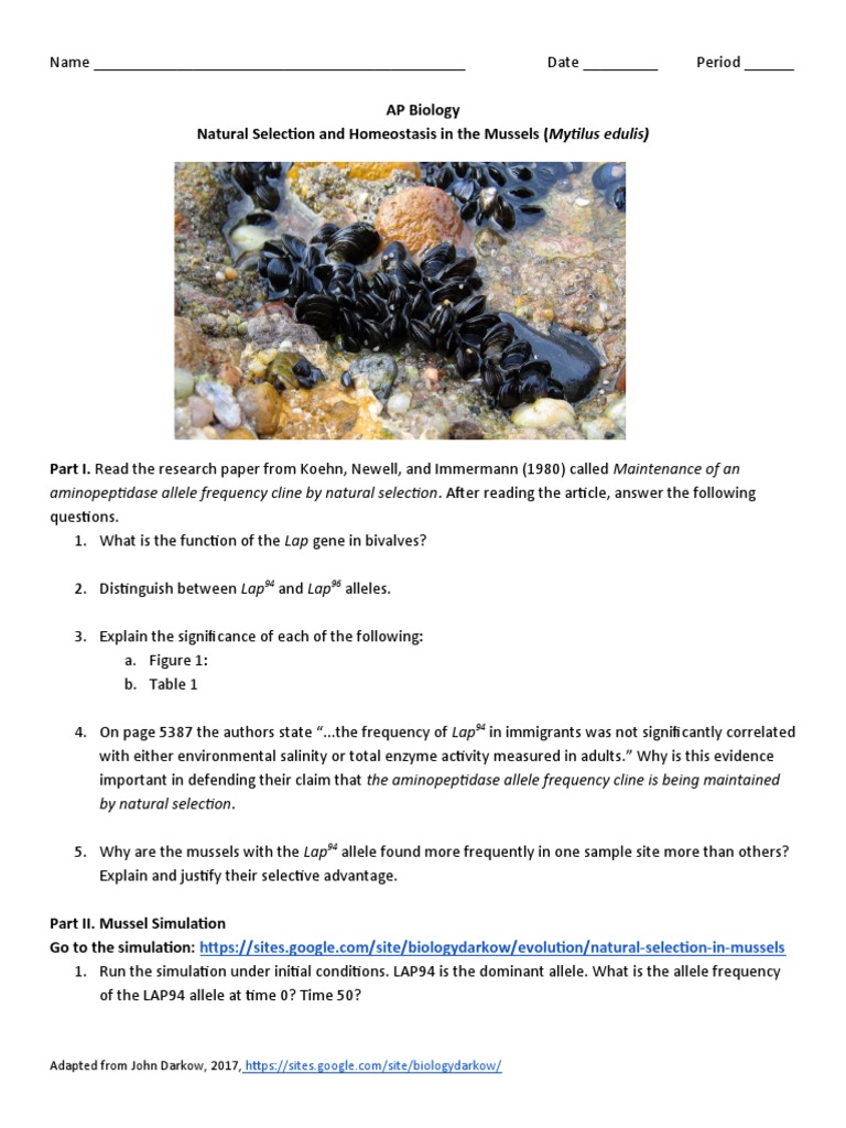AP Biology: Mussel Allele Study | PDF | Natural Selection | Allele