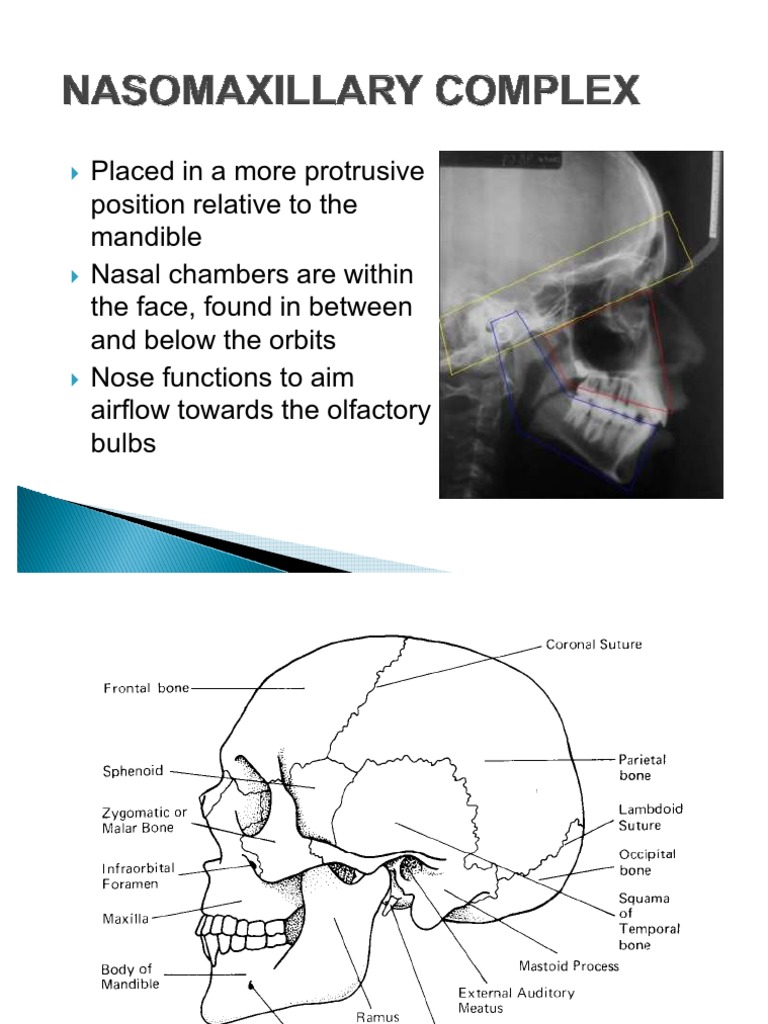 Nasomaxillary Complex | PDF