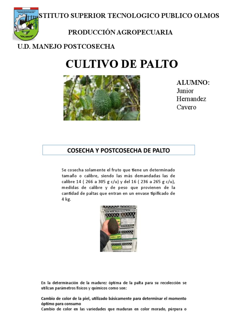 Cultivo de Palto | PDF | Aguacate | Cosecha