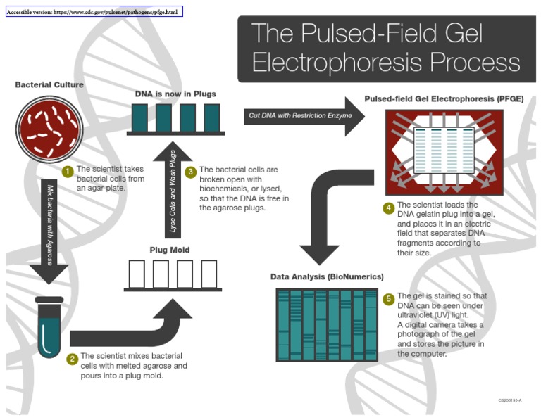 PFGE Process Infographic-H | Download Free PDF | Agarose Gel ...