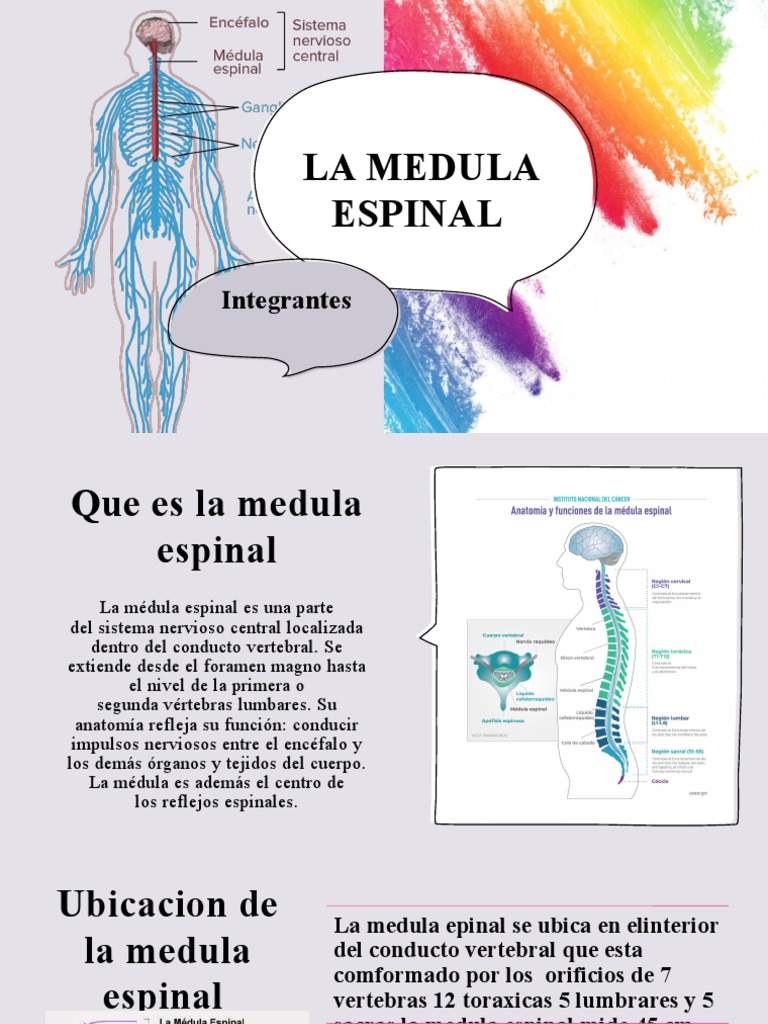 Medula Espinal Disertacion23 | PDF | Médula espinal | Anatomía humana