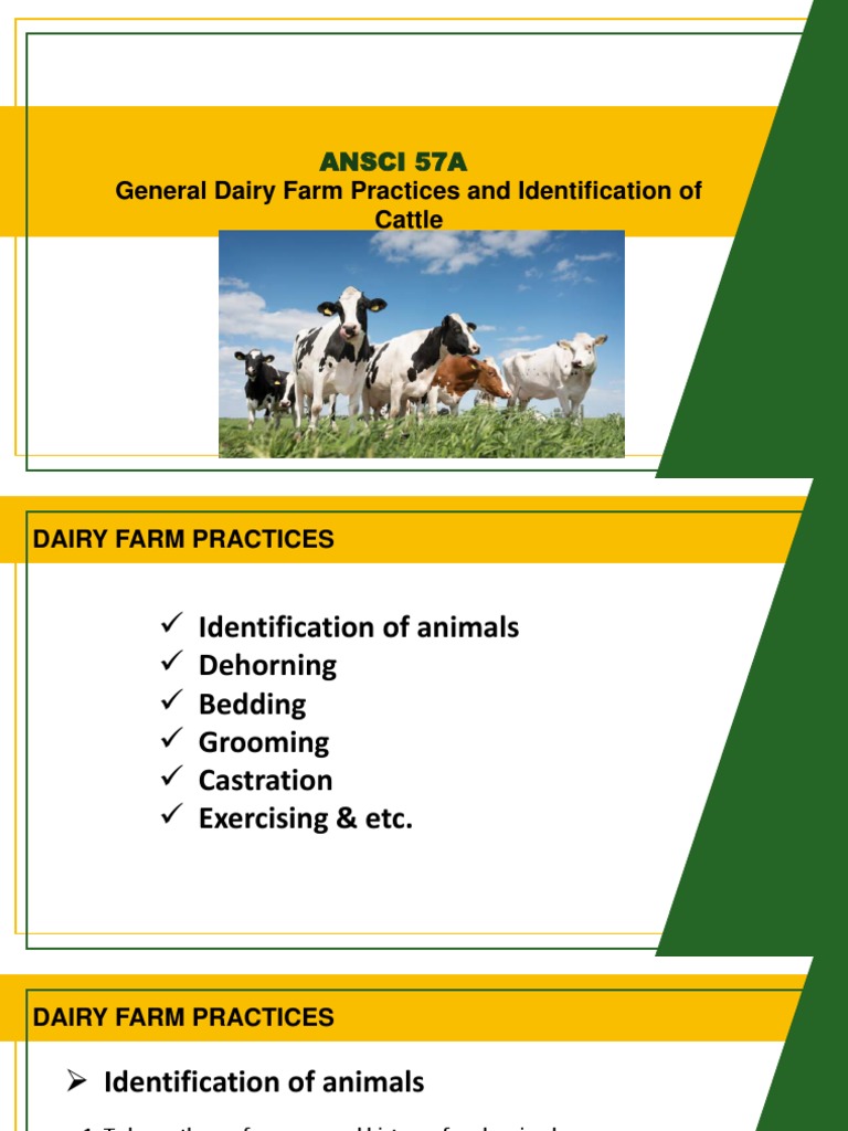 Milk Production Management And Dairy Development Pdf Dairy Cattle