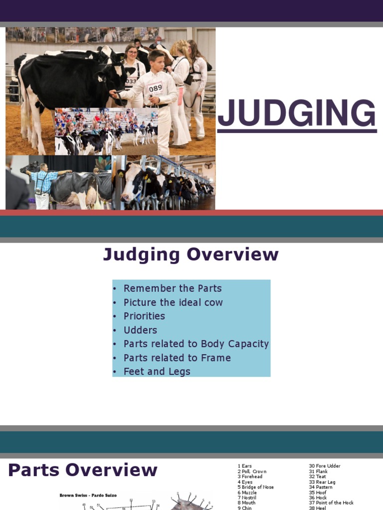 How to Judge Dairy Cows | PDF | Cattle | Livestock