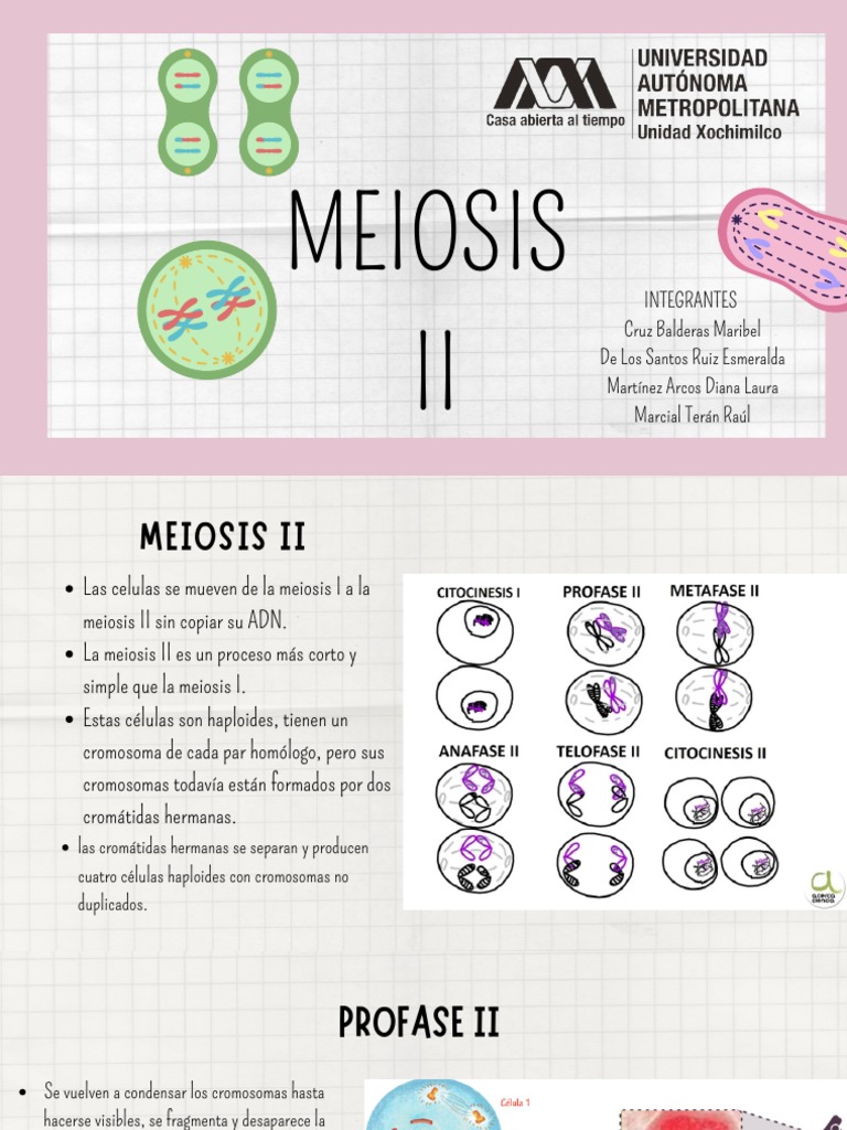 Meiosis 2 | PDF | Mitosis | Procesos celulares