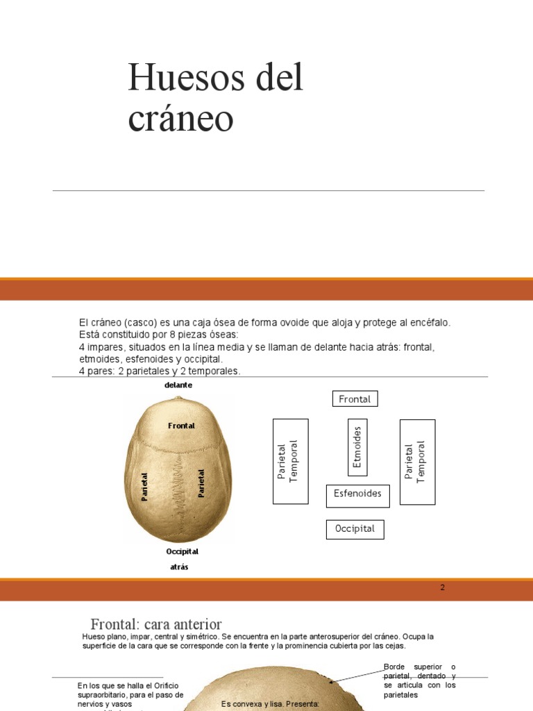 Huesos del Cráneo: Anatomía y Funciones | PDF | Cráneo | Cabeza y ...