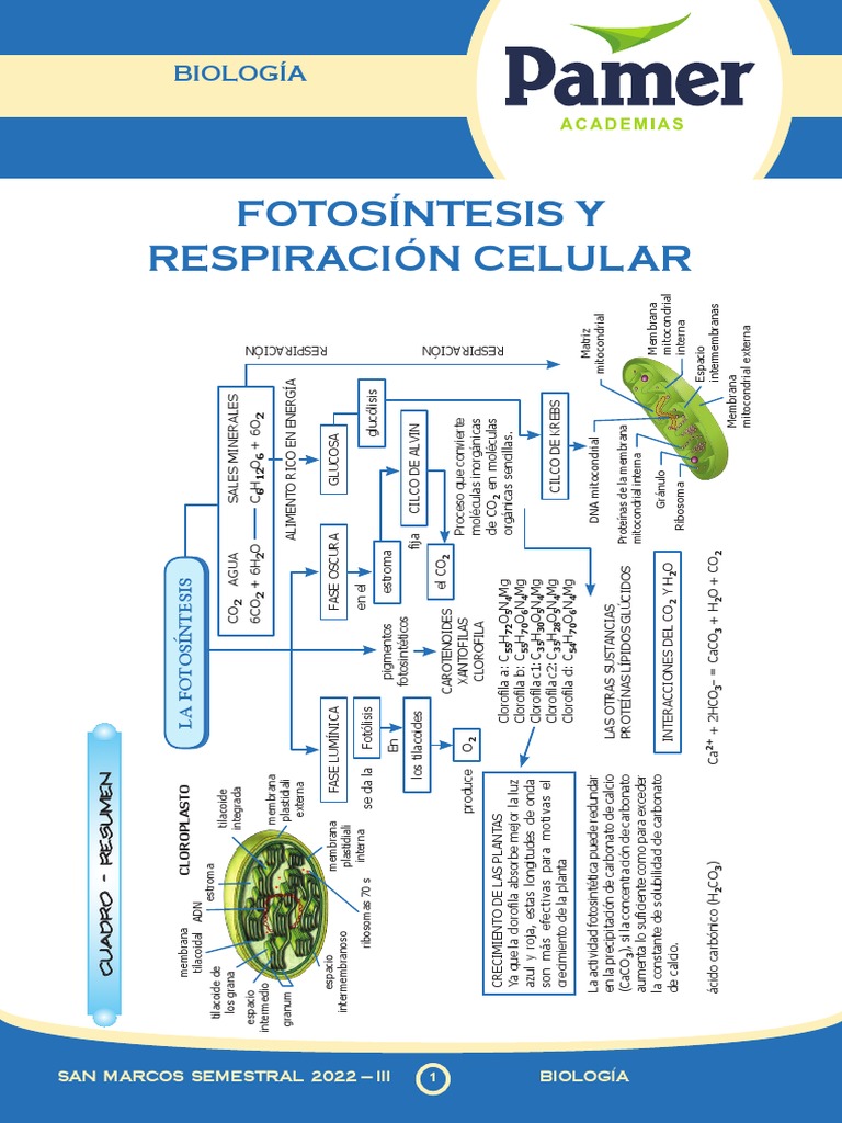 BIOLOGÍA - S5 - Fotosíntesis y Respiración Celular | PDF | Respiración ...