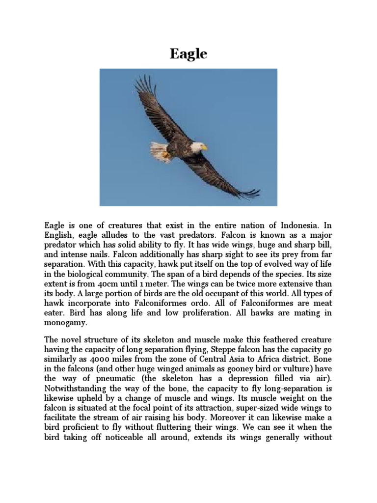 Report Text Eagle | PDF | Birds | Predation