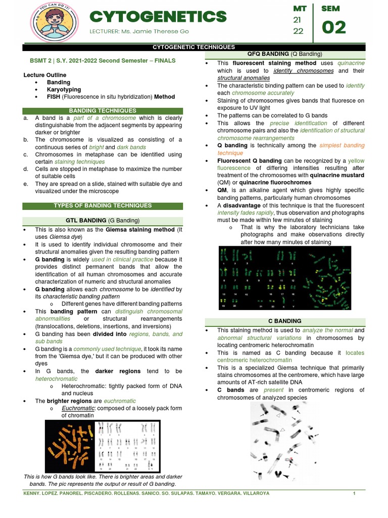 L11 - Cytogenetic Techniques | PDF | Fluorescence In Situ Hybridization | Karyotype