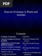 Structure and Function of The Gas Exchange System - Respiration and Gas ...