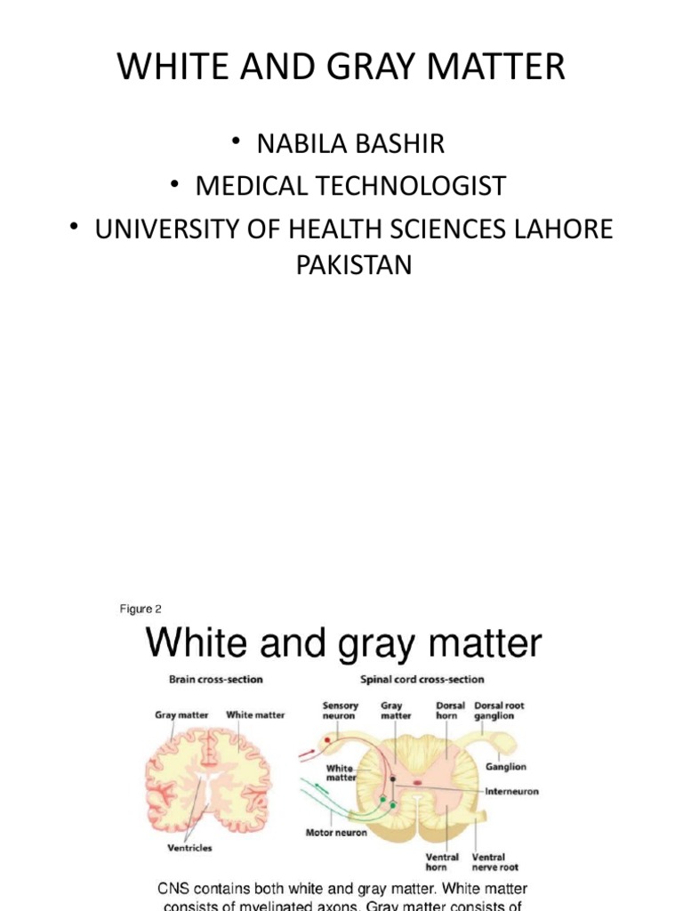 White and Gray Matter | PDF