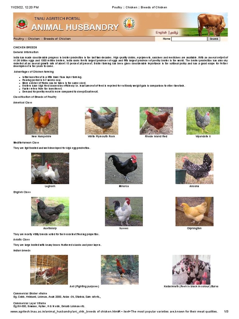 Poultry - Chicken - Breeds of Chicken | PDF | Chicken | Broiler